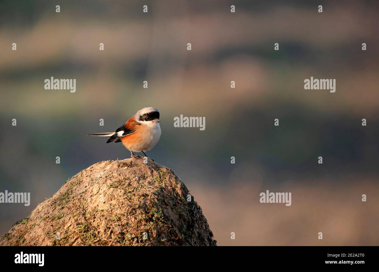 The bay-backed shrike is a member of the bird family Laniidae, the ...