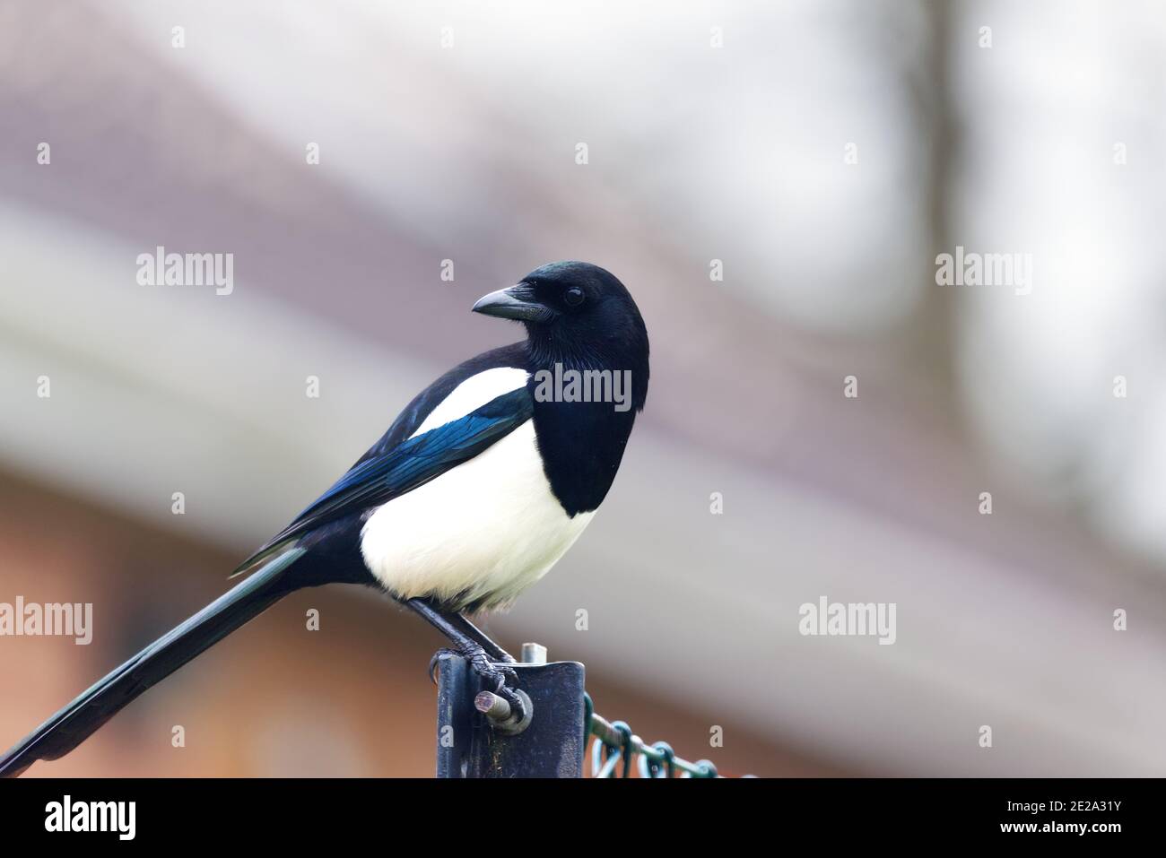 Magpie photography hi-res stock photography and images - Alamy