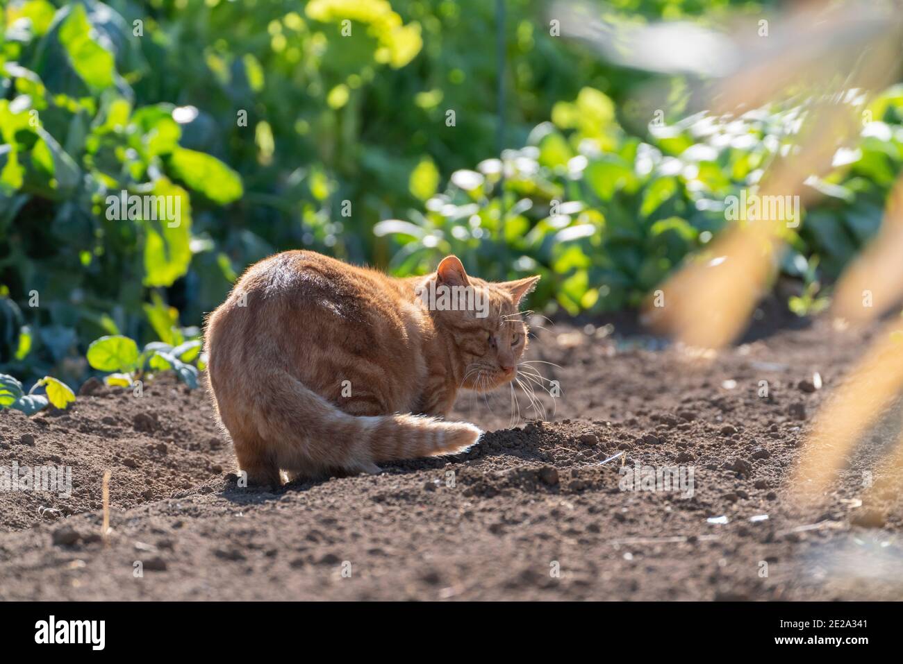 A red tabby stray cat took a poop in vegetable field, Isehara City ...