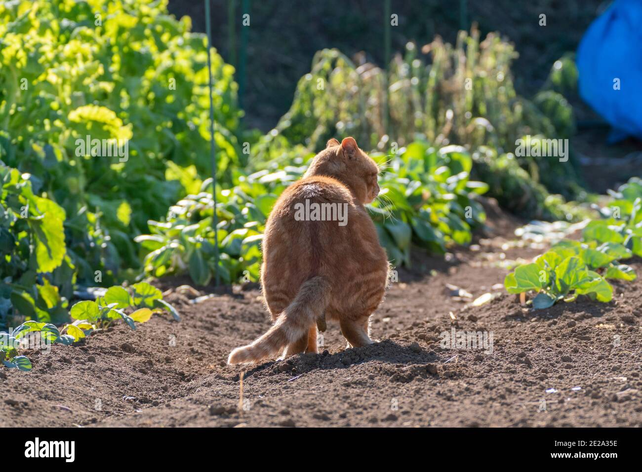 A red tabby stray cat took a poop in vegetable field, Isehara City ...