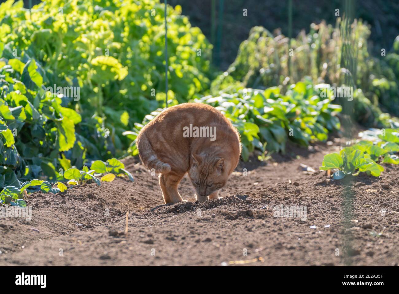 A red tabby stray cat took a poop in vegetable field, Isehara City ...