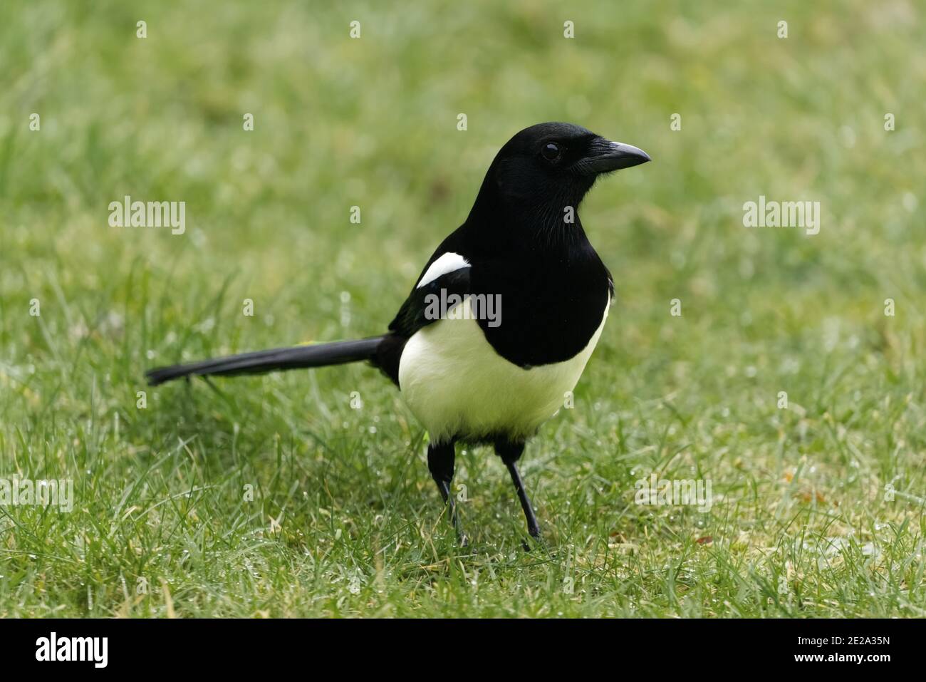 Magpie plumage hi-res stock photography and images - Alamy