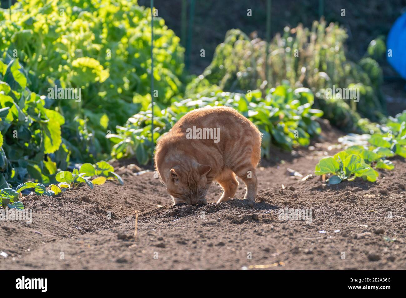 A red tabby stray cat took a poop in vegetable field, Isehara City ...