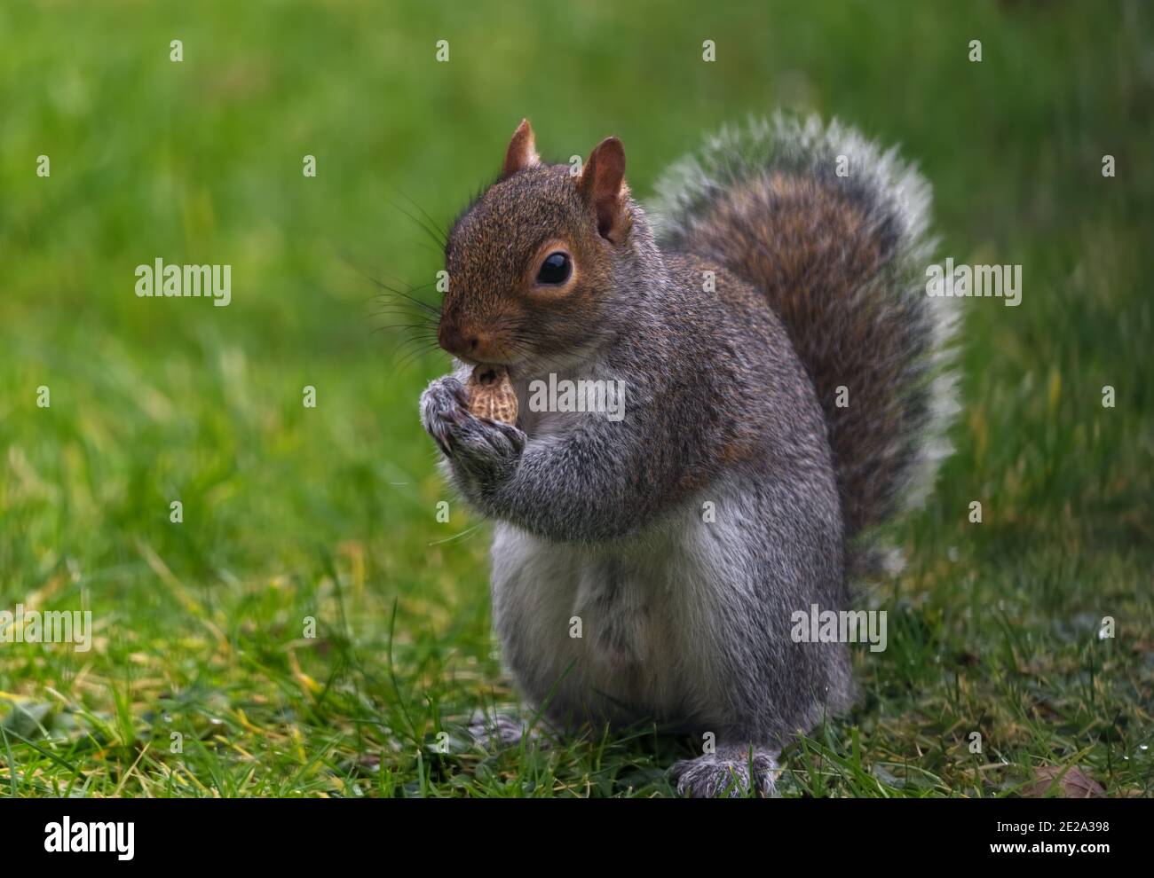 European grey squirrel eating nut and watching Stock Photo - Alamy