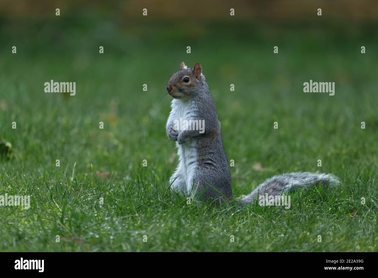 European grey squirrel eating nut and watching Stock Photo - Alamy