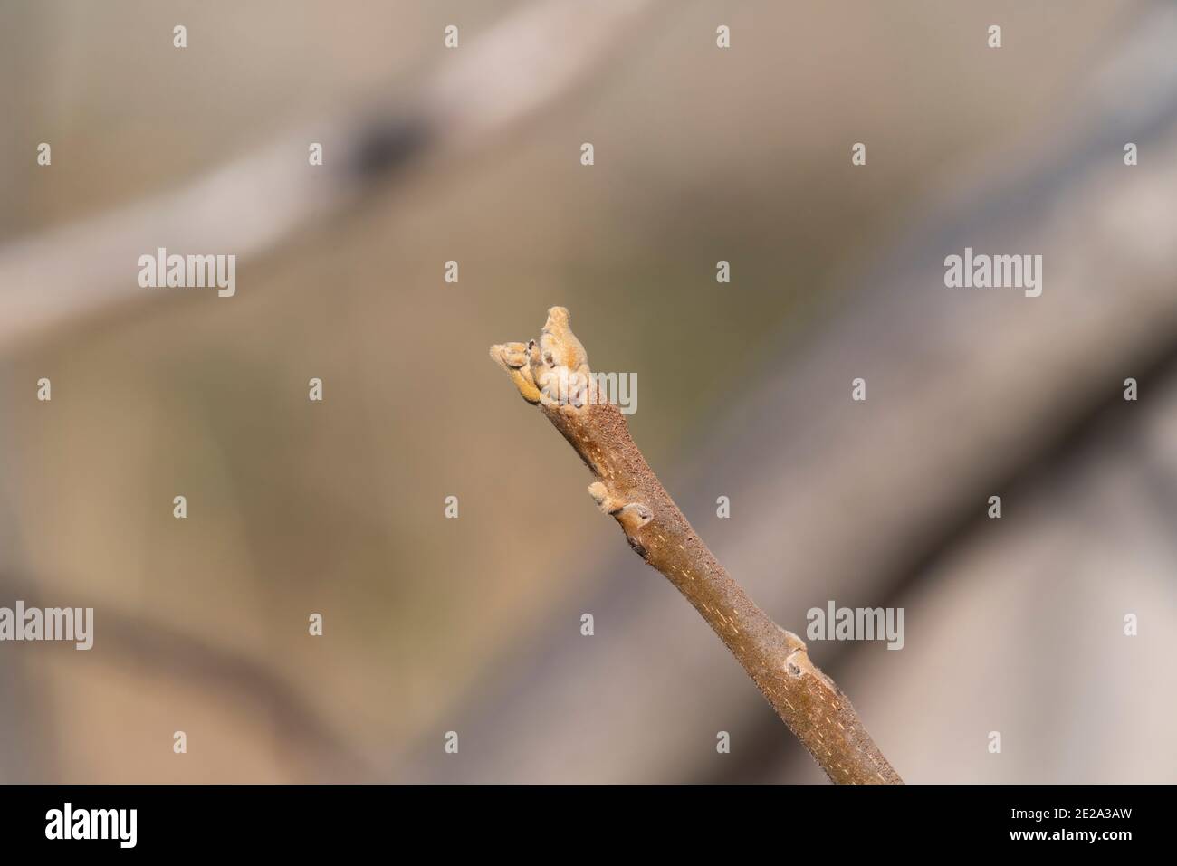 Winter bud and leaf scar of Japanese walnut (Juglans ailantifolia ...