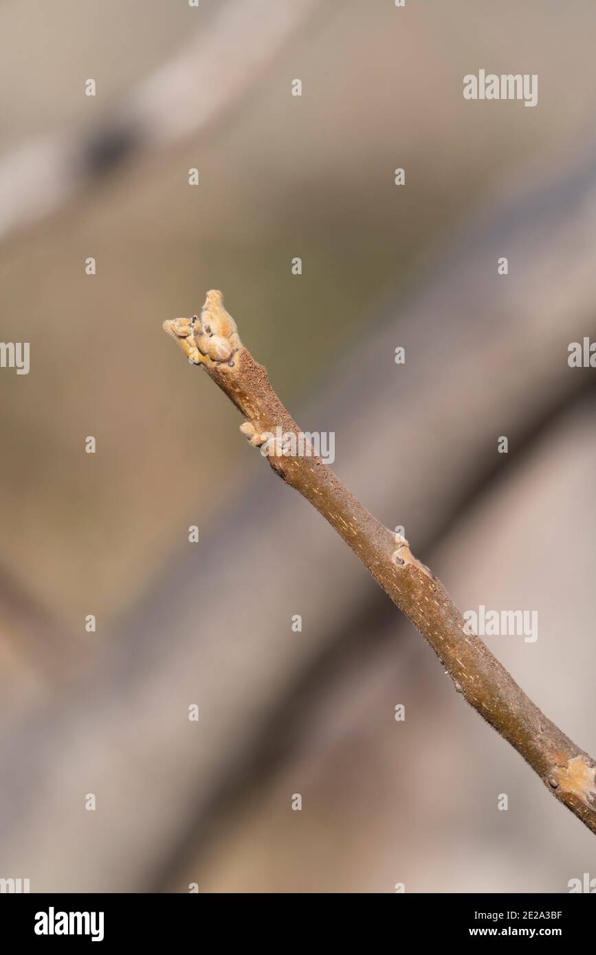 Winter bud and leaf scar of Japanese walnut (Juglans ailantifolia ...
