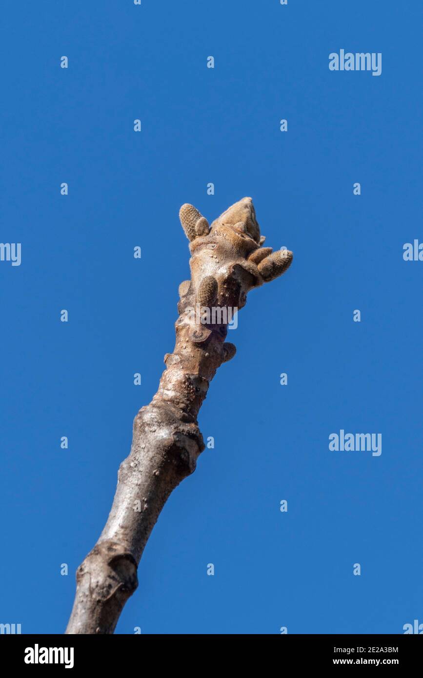 Winter bud and leaf scar of Japanese walnut (Juglans ailantifolia ...