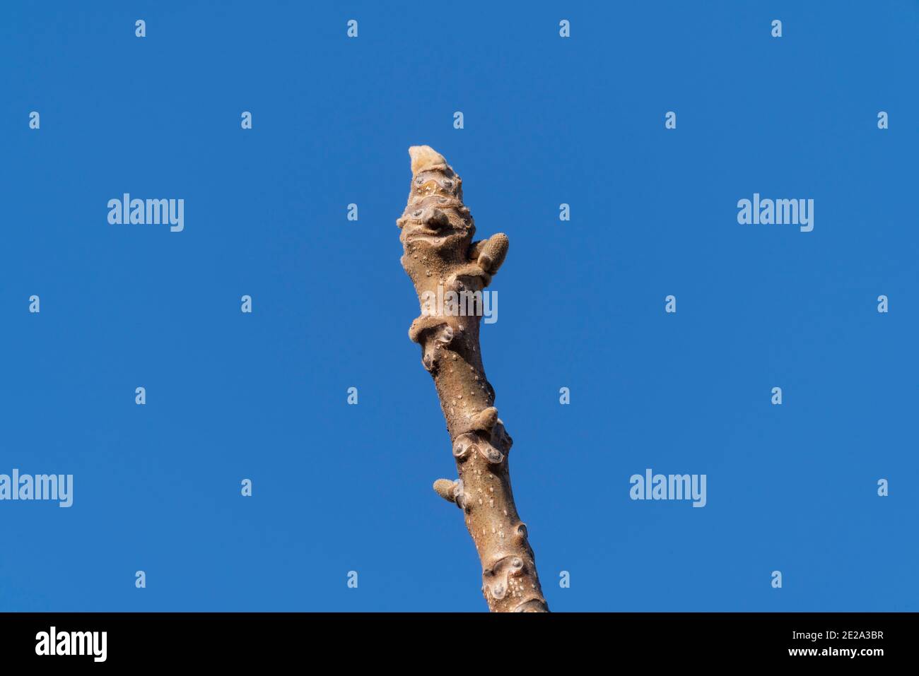 Winter bud and leaf scar of Japanese walnut (Juglans ailantifolia ...