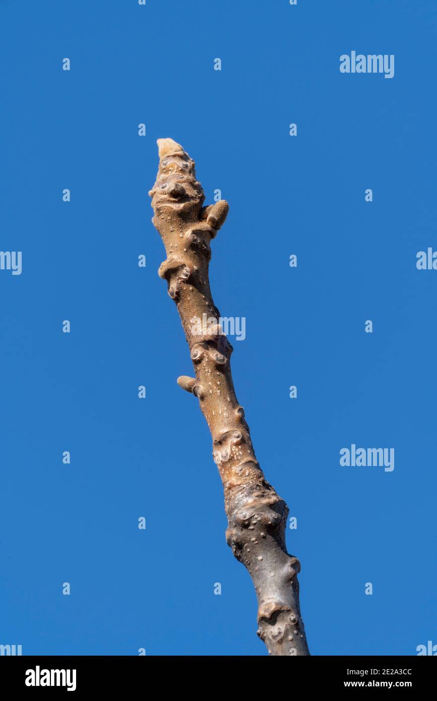 Japanese walnut juglans ailantifolia hi-res stock photography and ...