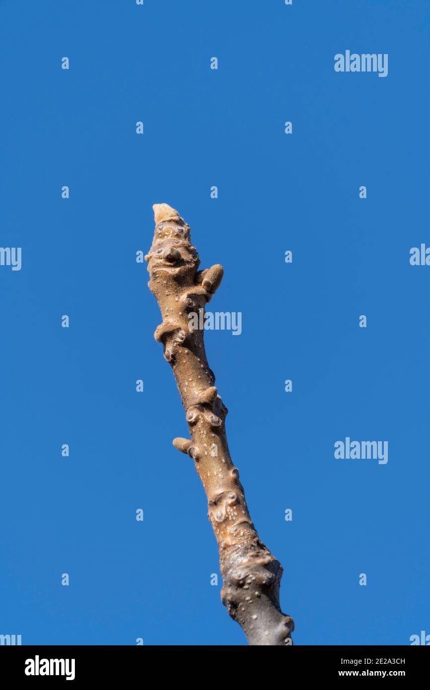 Winter bud and leaf scar of Japanese walnut (Juglans ailantifolia ...