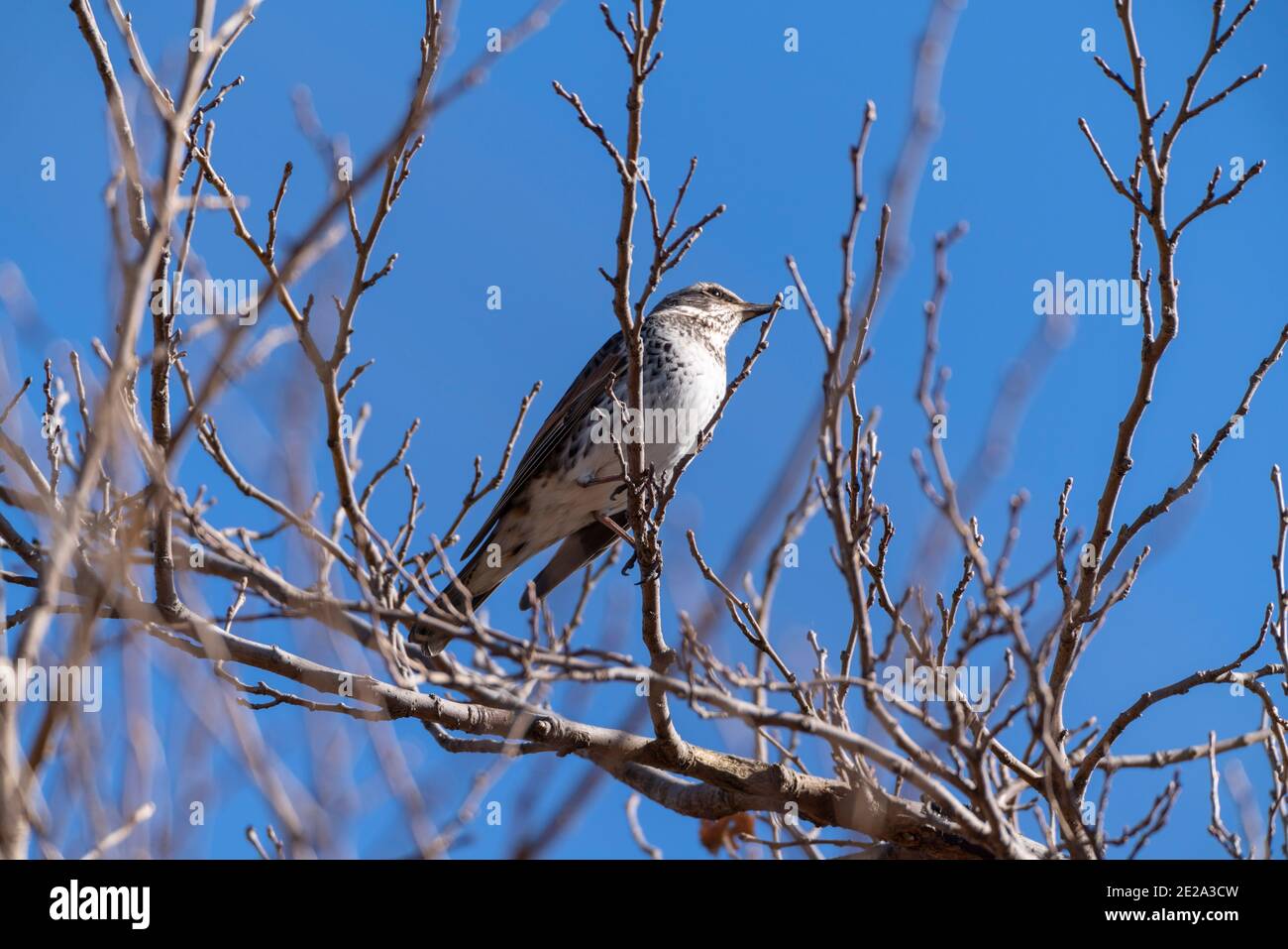 The dusky thrush (Turdus eunomus), Isehara City, Kanagawa Prefecture ...