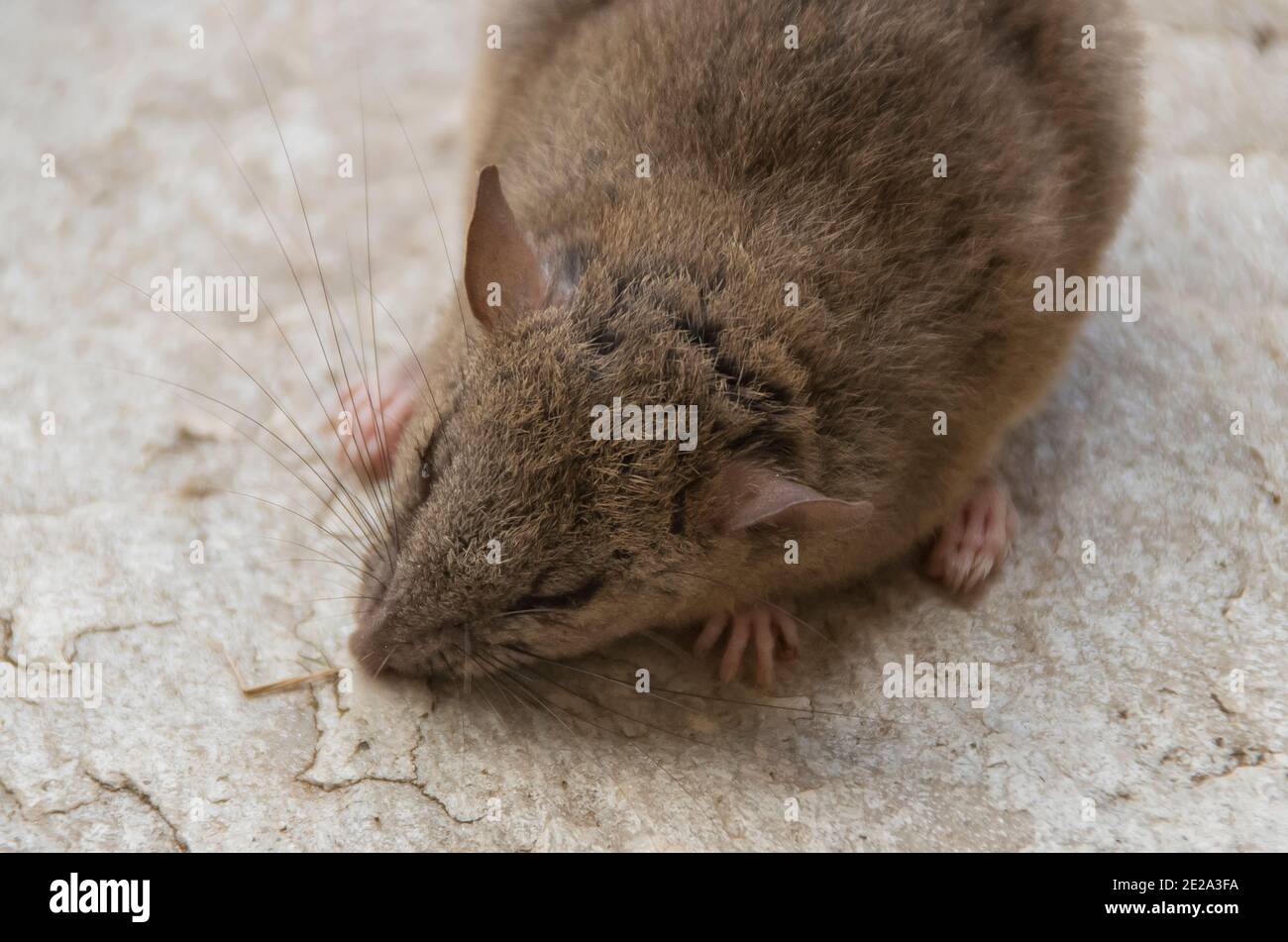 Grassland melomys (melomys burtoni) a furry rodent on a doorstep in ...