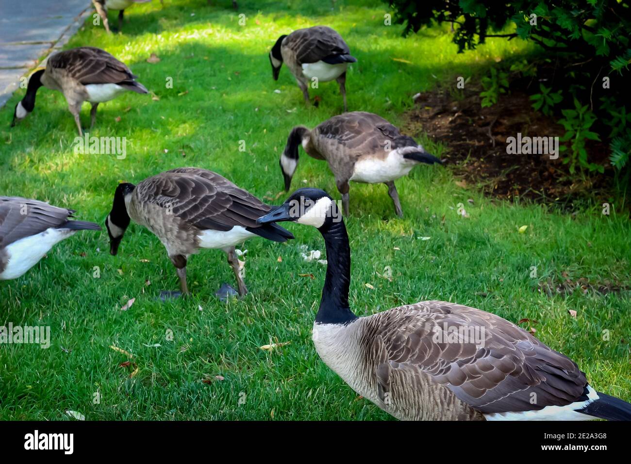 Group of geese on the green lawn during the daytime Stock Photo - Alamy