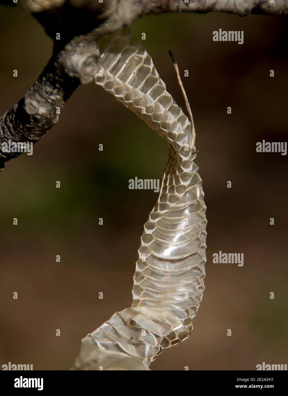 Snake hanging on branch hi-res stock photography and images - Alamy