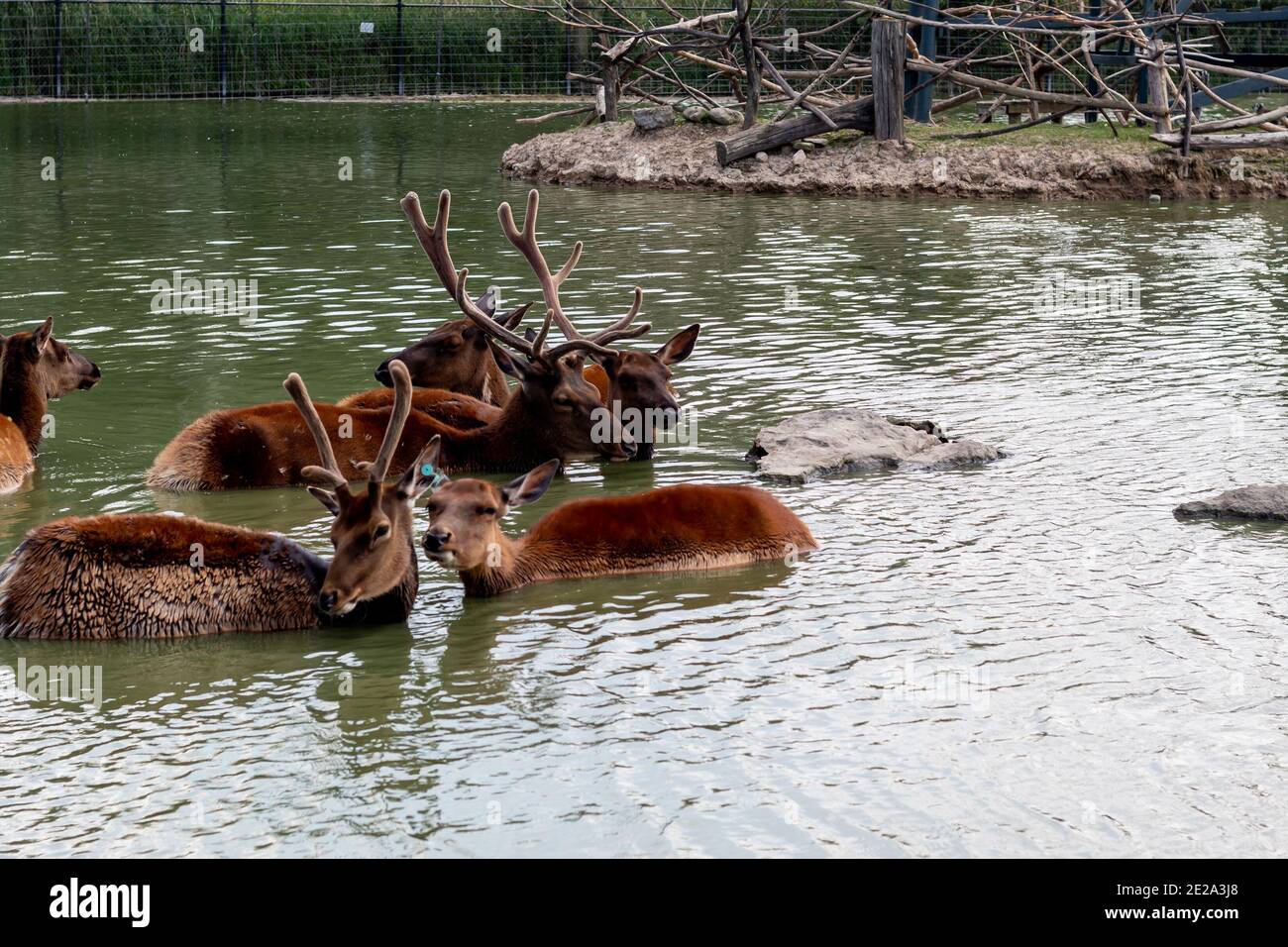 Group of elk swimming in the lake in the park Stock Photo - Alamy