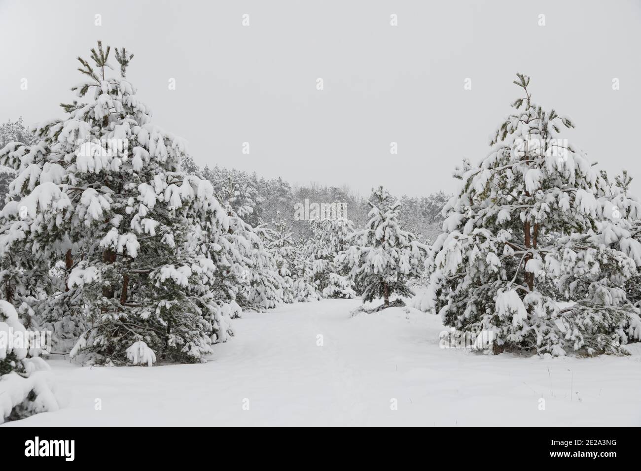Snow falling in mountain forest hi-res stock photography and images - Alamy