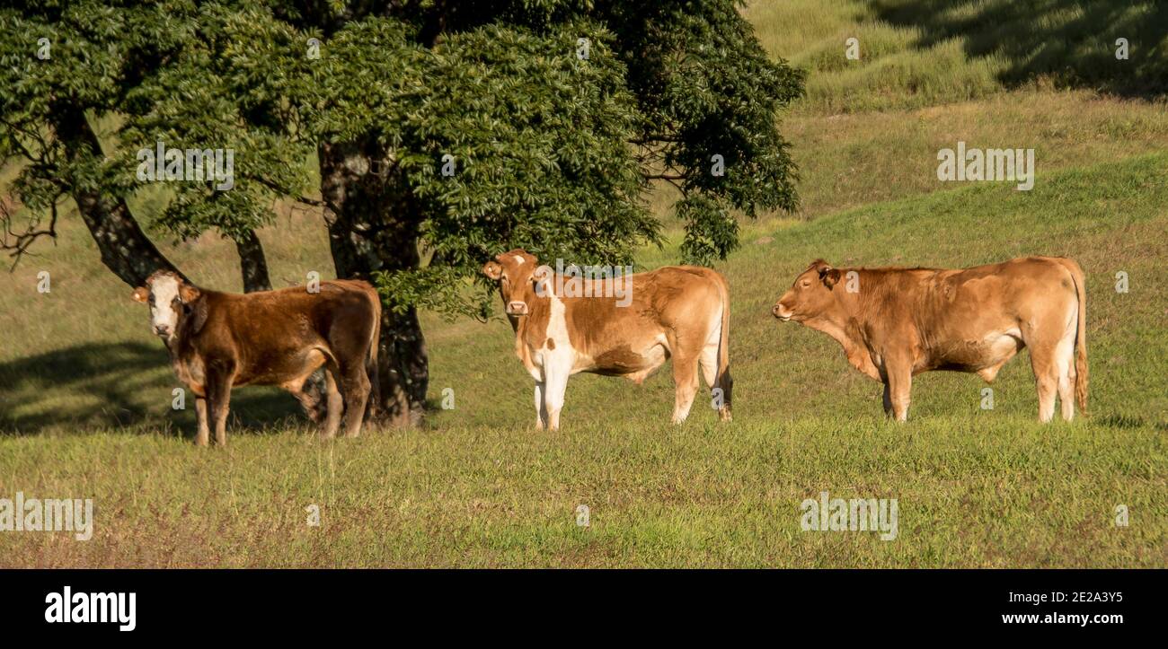 Line of cattle hi-res stock photography and images - Alamy