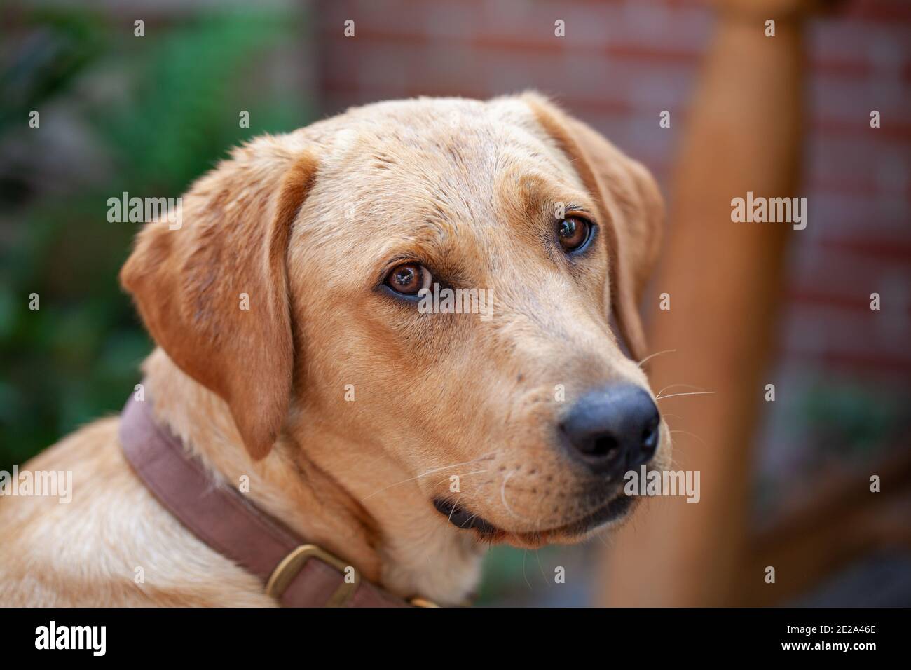 A beautiful, young golden labrador retriever with a friendly smile on ...