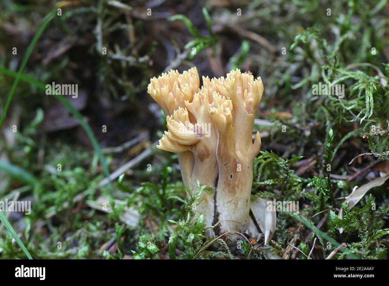 Ramaria eosanguinea also known as Ramaria flava, the pale-yellow ...