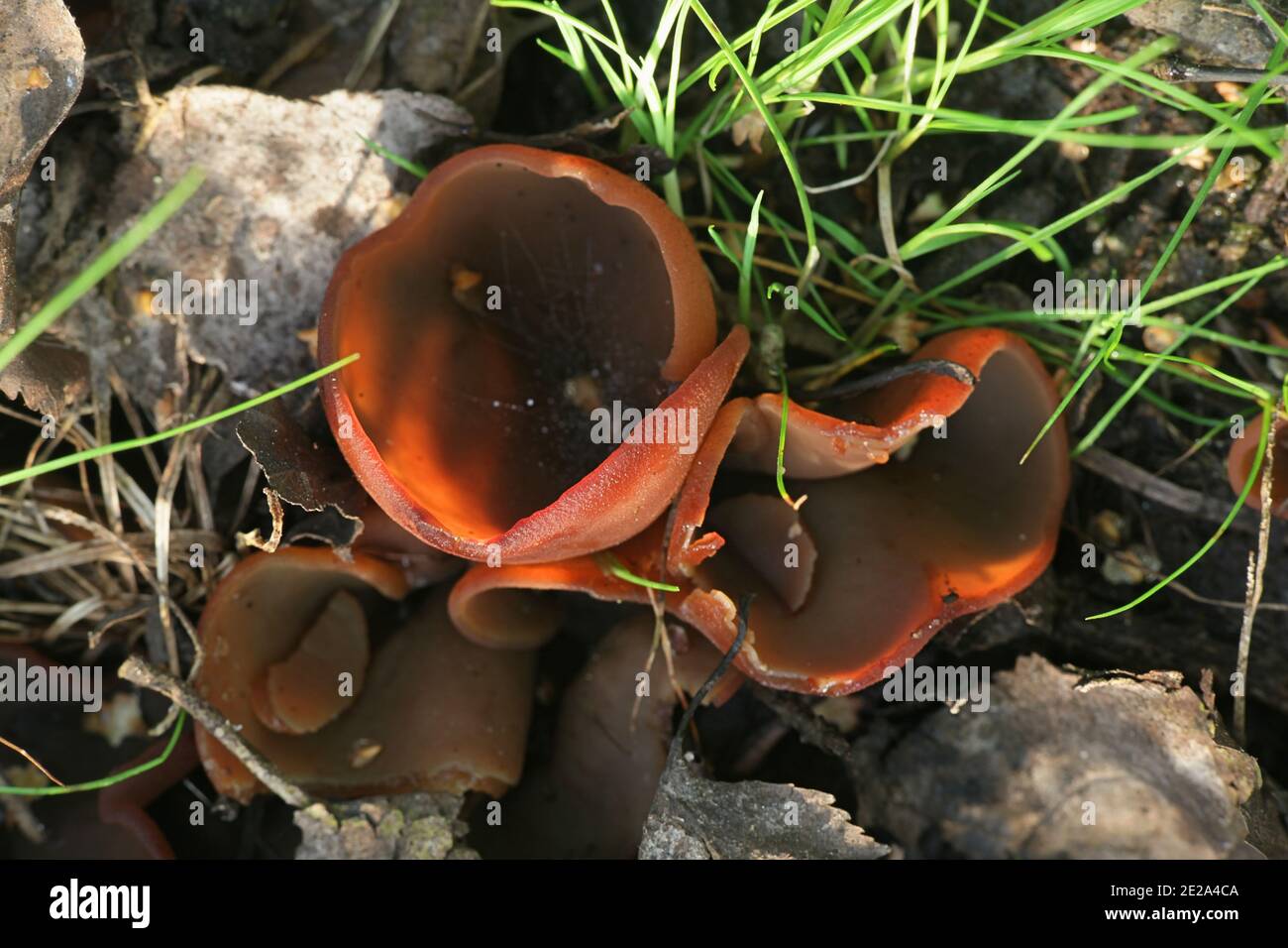 Peziza limnaea, a cup fungus from Finland with no common english name ...