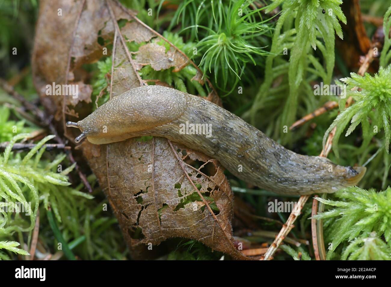 Slugterra Dustpuff Slug