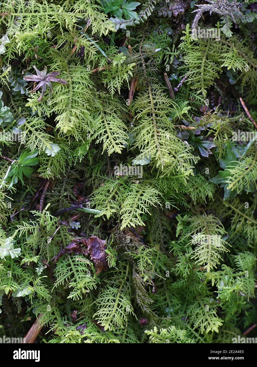 Thuidium recognitum, known as lesser tamarisk-moss or thuidium moss ...