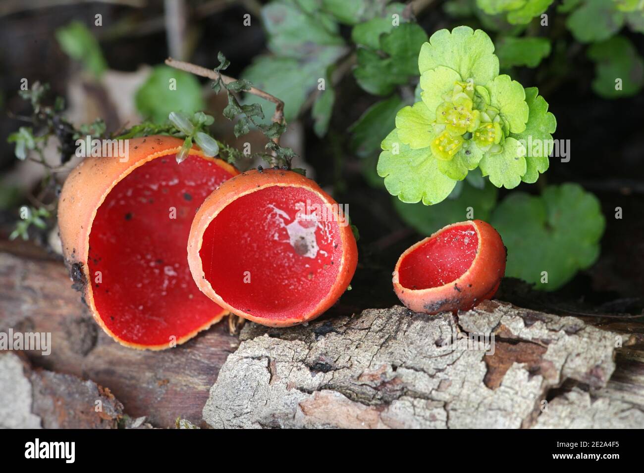 Sarcoscypha austriaca, the scarlet elfcup, wild cup fungus from Finland ...