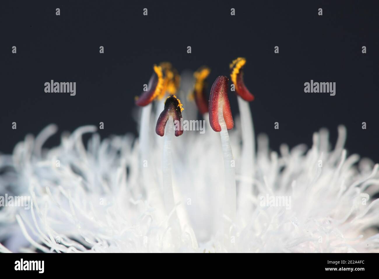 Menyanthes trifoliata, known as Buckbean, Bog Bean, Buck Bean or Marsh ...