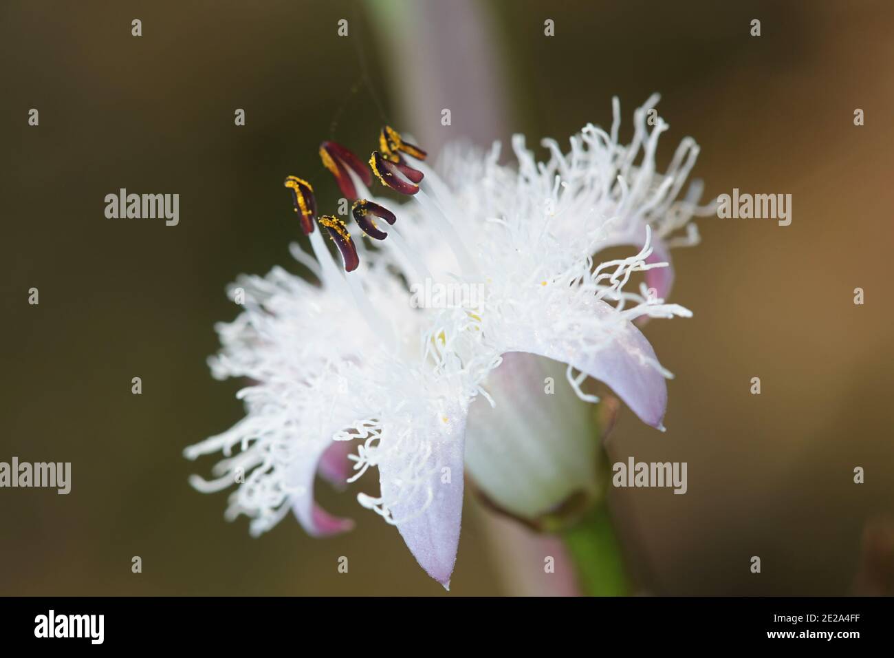 Menyanthes trifoliata, known as Buckbean, Bog Bean, Buck Bean or Marsh ...