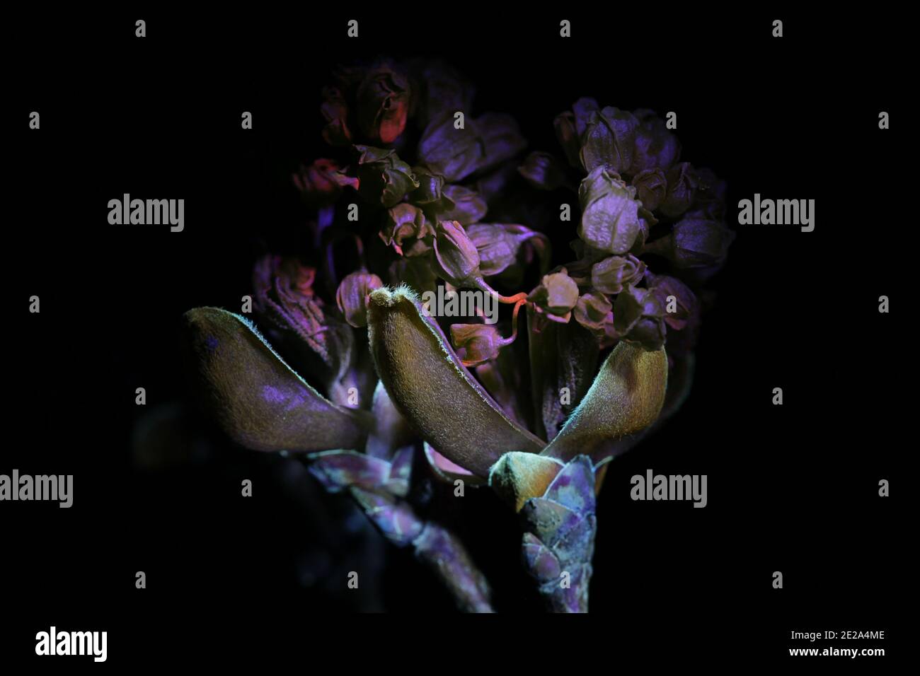 Flower buds of Norway maple, Acer platanoides, photographed in ...