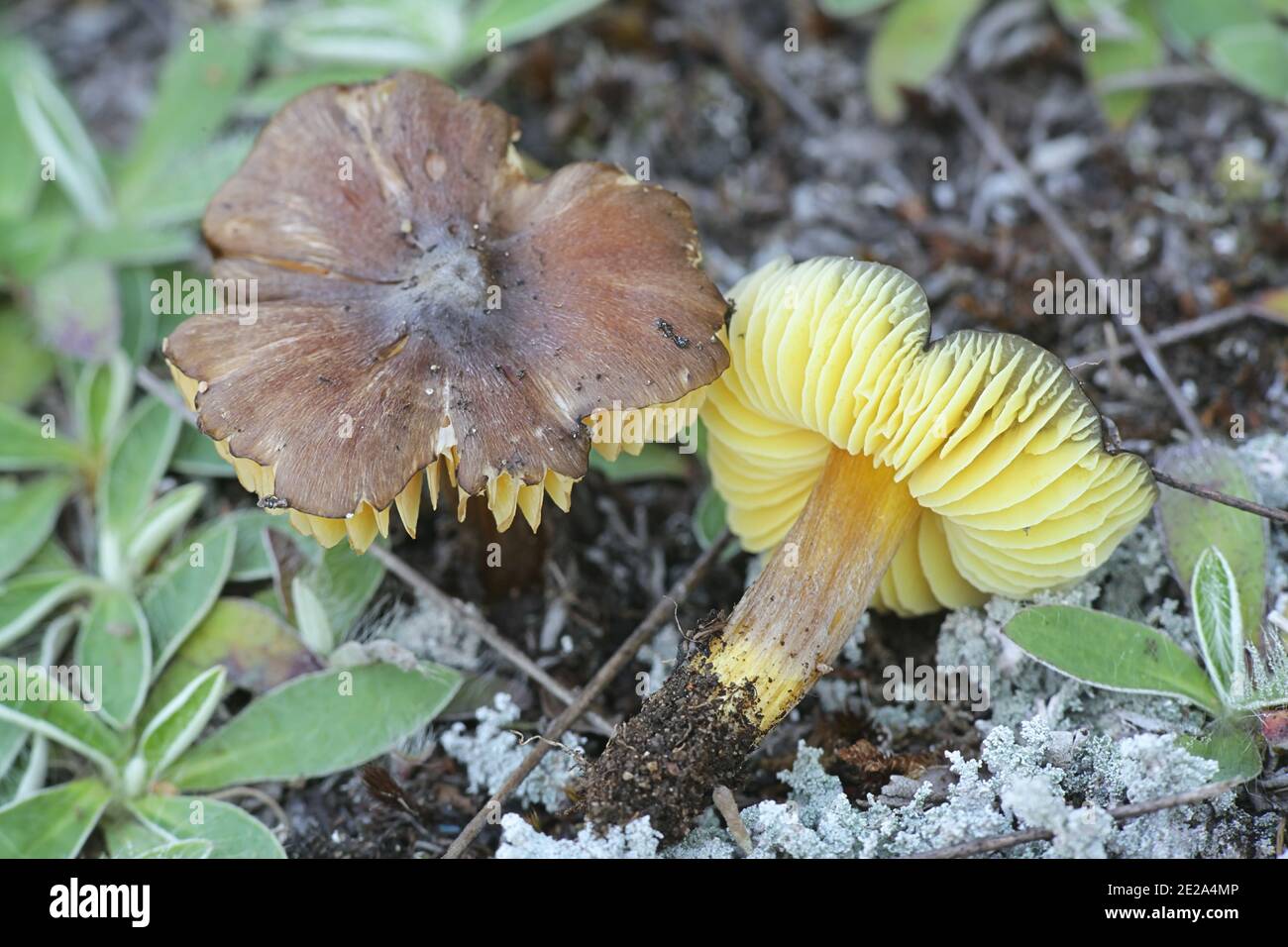 Waxcap mushroom fungi hi-res stock photography and images - Alamy