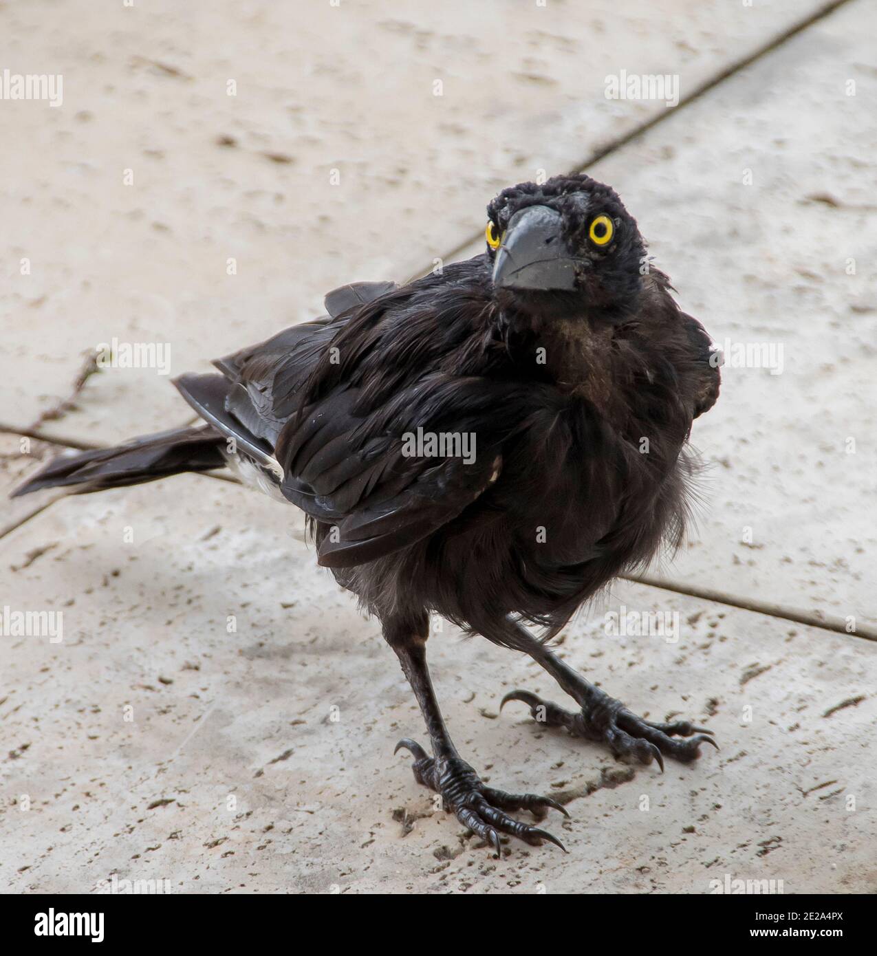 Young, dishevelled pied currawong (strepera graculina). Native ...