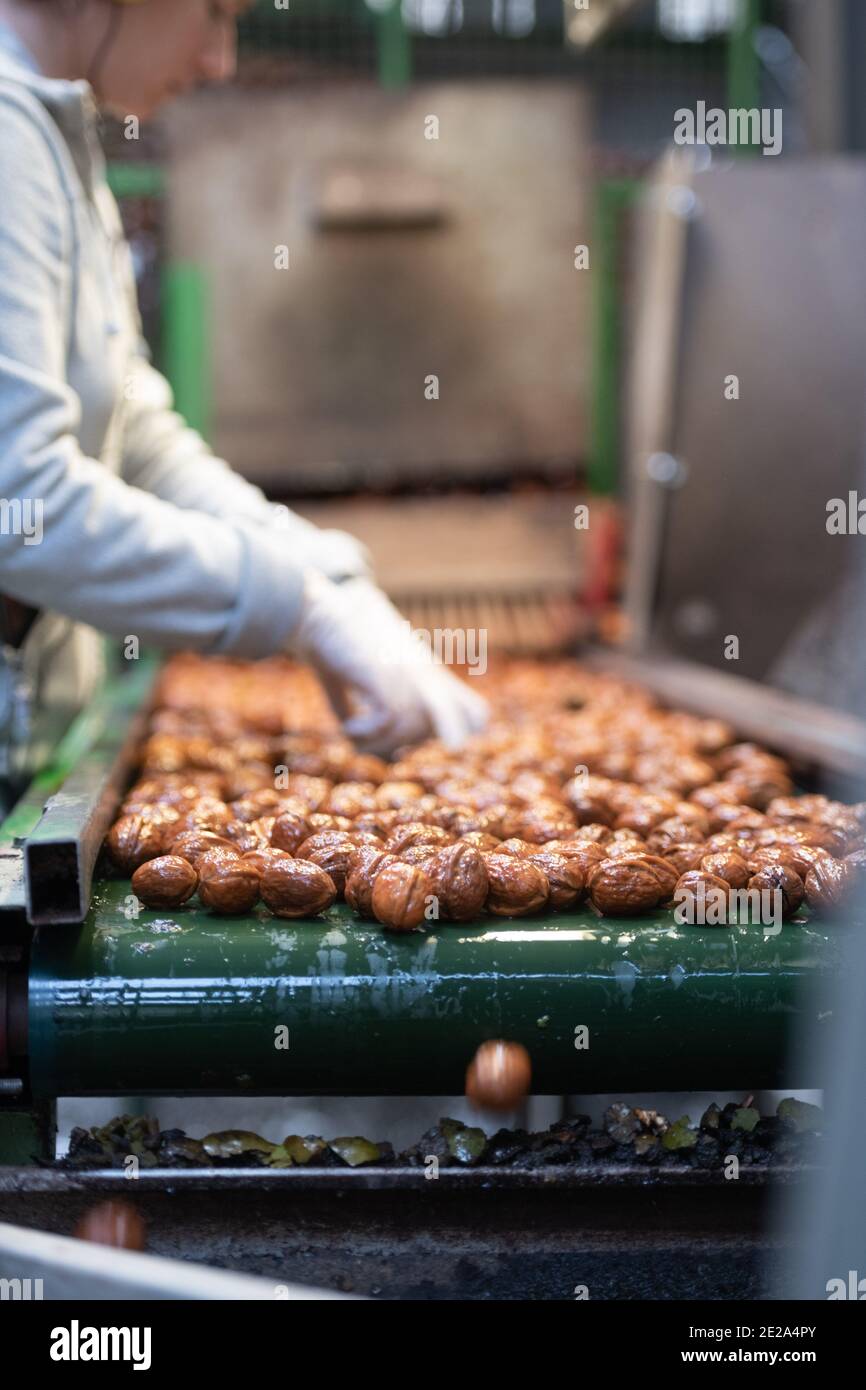 Walnut harvesting at Nuts & Compagnie, a family business offering ...