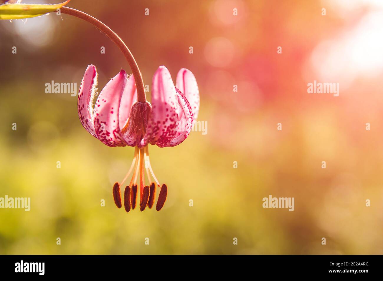 Long stamens hi-res stock photography and images - Alamy