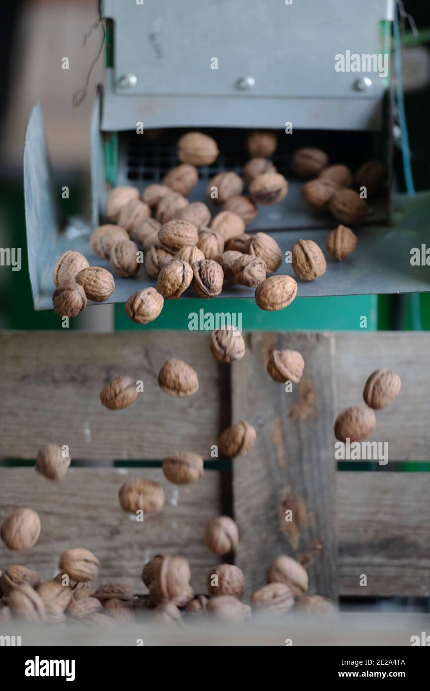 Walnut harvesting at Nuts & Compagnie, a family business offering ...