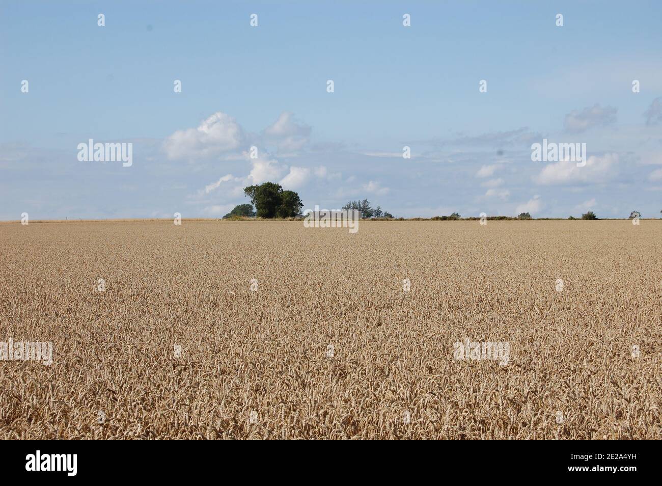 Norfolk barn on the horizon Stock Photo - Alamy