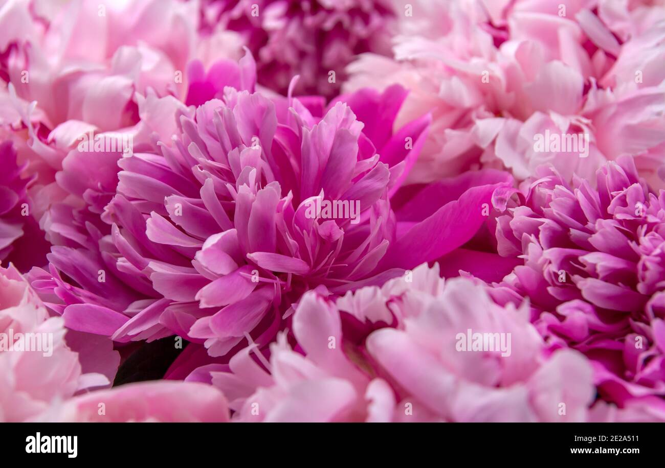 Close up peonies hi-res stock photography and images - Alamy
