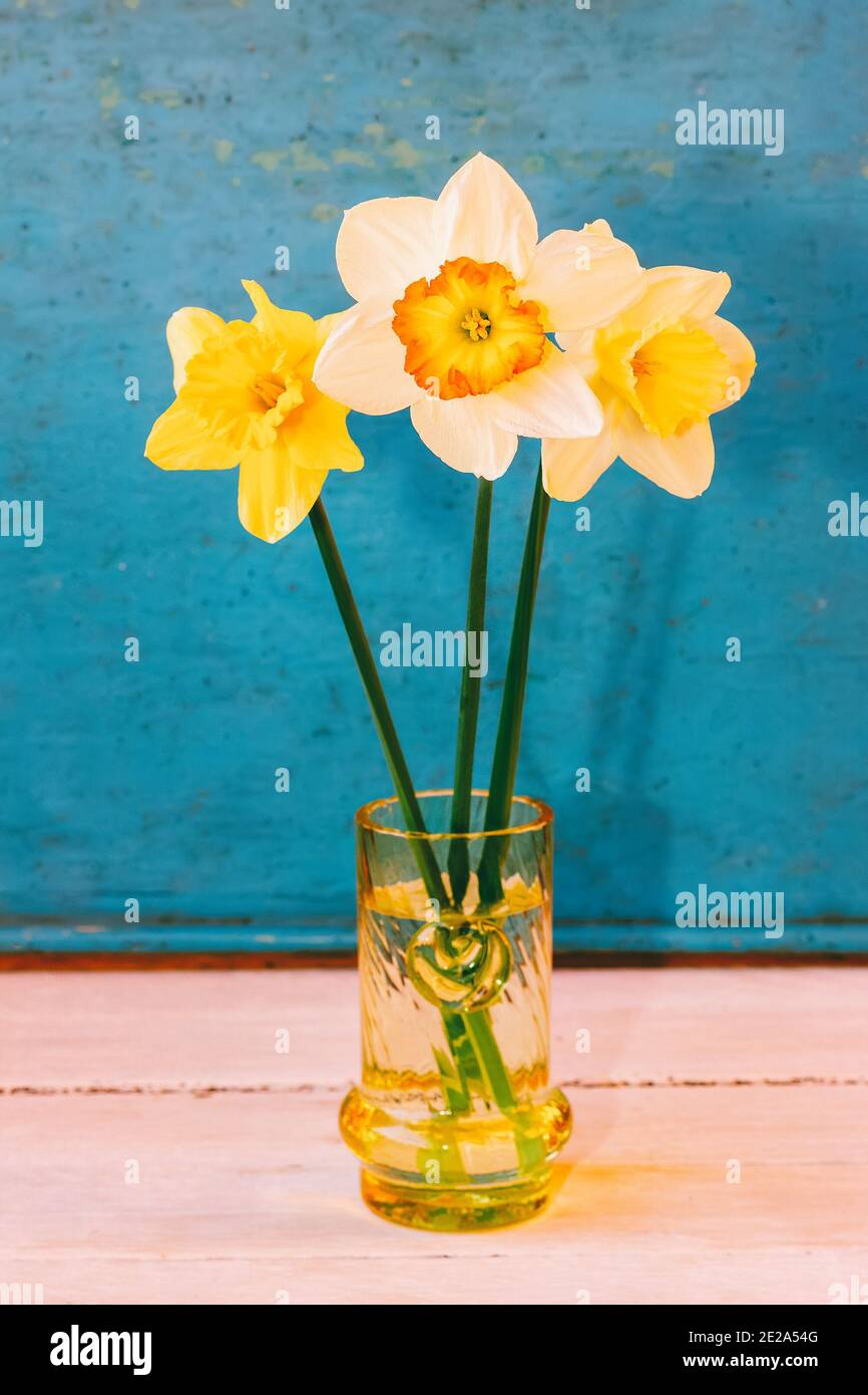 daffodil flowers in a glass vase on a blue background Stock Photo - Alamy