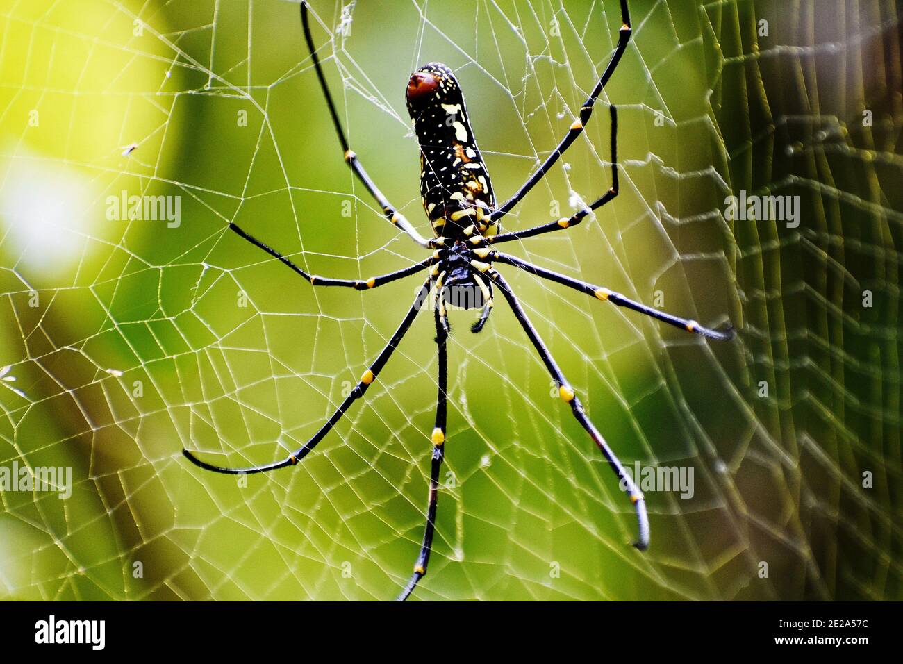Selective focus shot of the spider making a spiderweb in between tree ...
