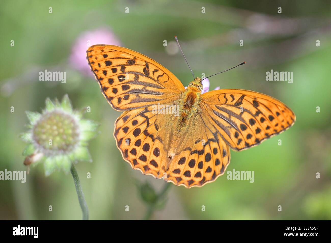 Silver washed fritillary hi-res stock photography and images - Alamy
