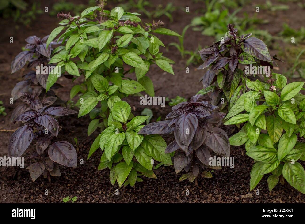 Basil the young hi-res stock photography and images - Alamy