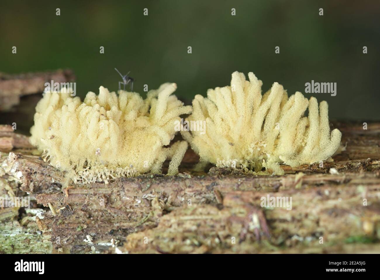 Arcyria obvelata (prev. Arcyria nutans), a species of slime mold in the ...