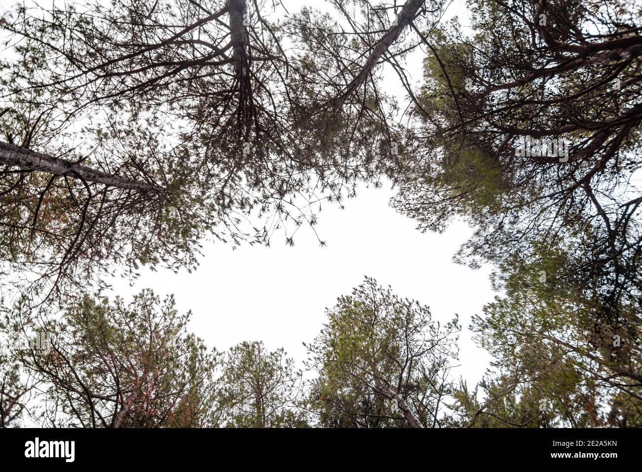 Treetops wallpaper hi-res stock photography and images - Alamy