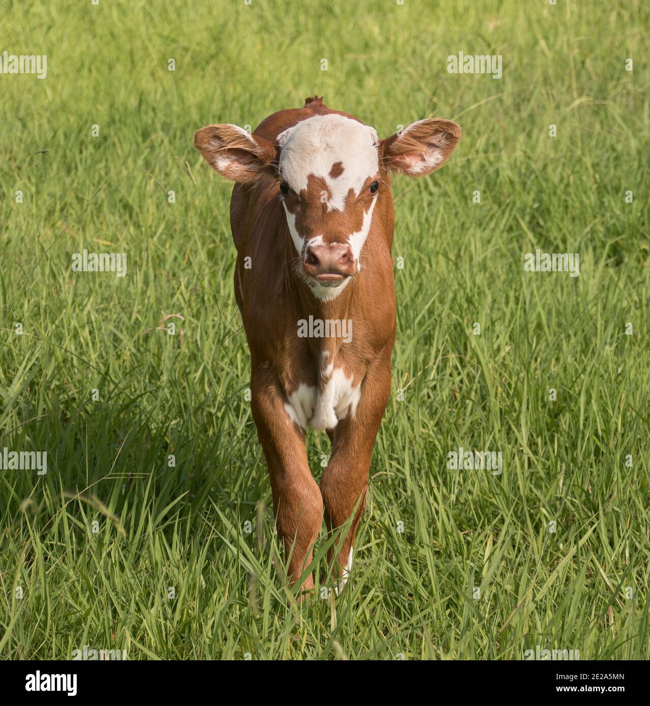 New male calf, one week old, standing posed for first photo. In green ...