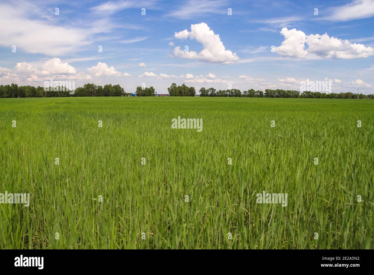 Green field of wheat hi-res stock photography and images - Alamy