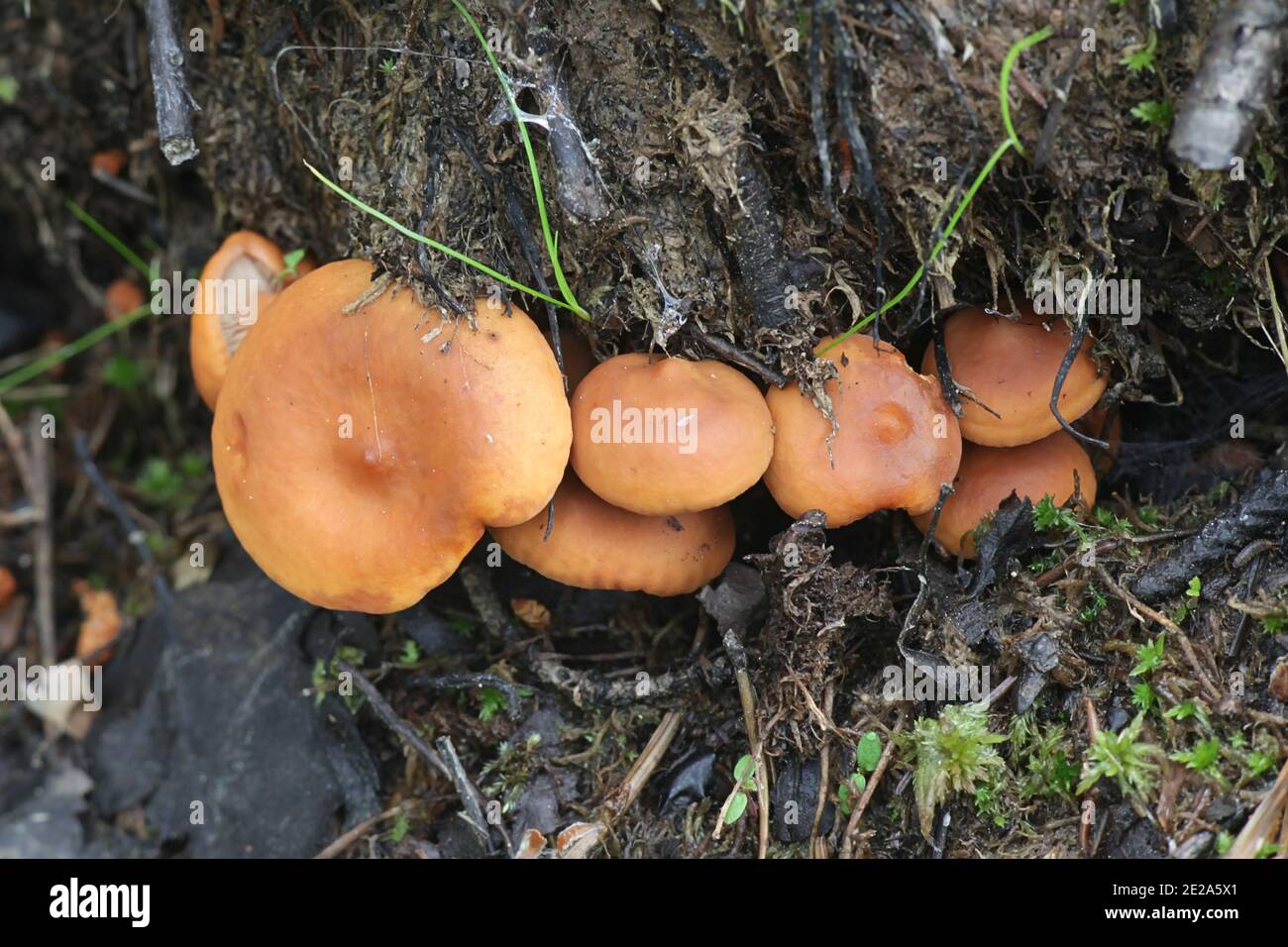 Milk cap mushroom hi-res stock photography and images - Alamy