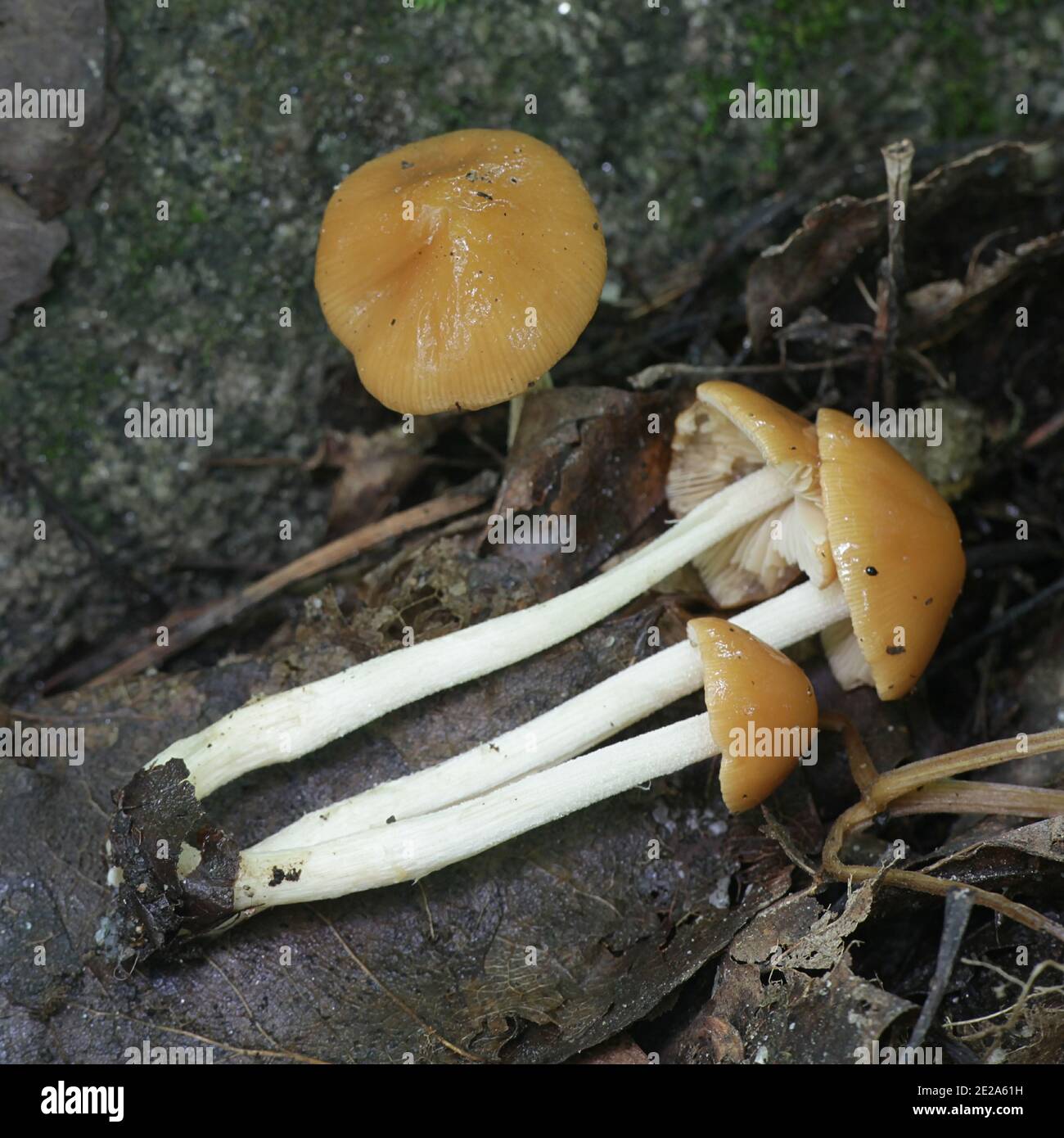 Magic mushrooms psilocybin hi-res stock photography and images - Alamy