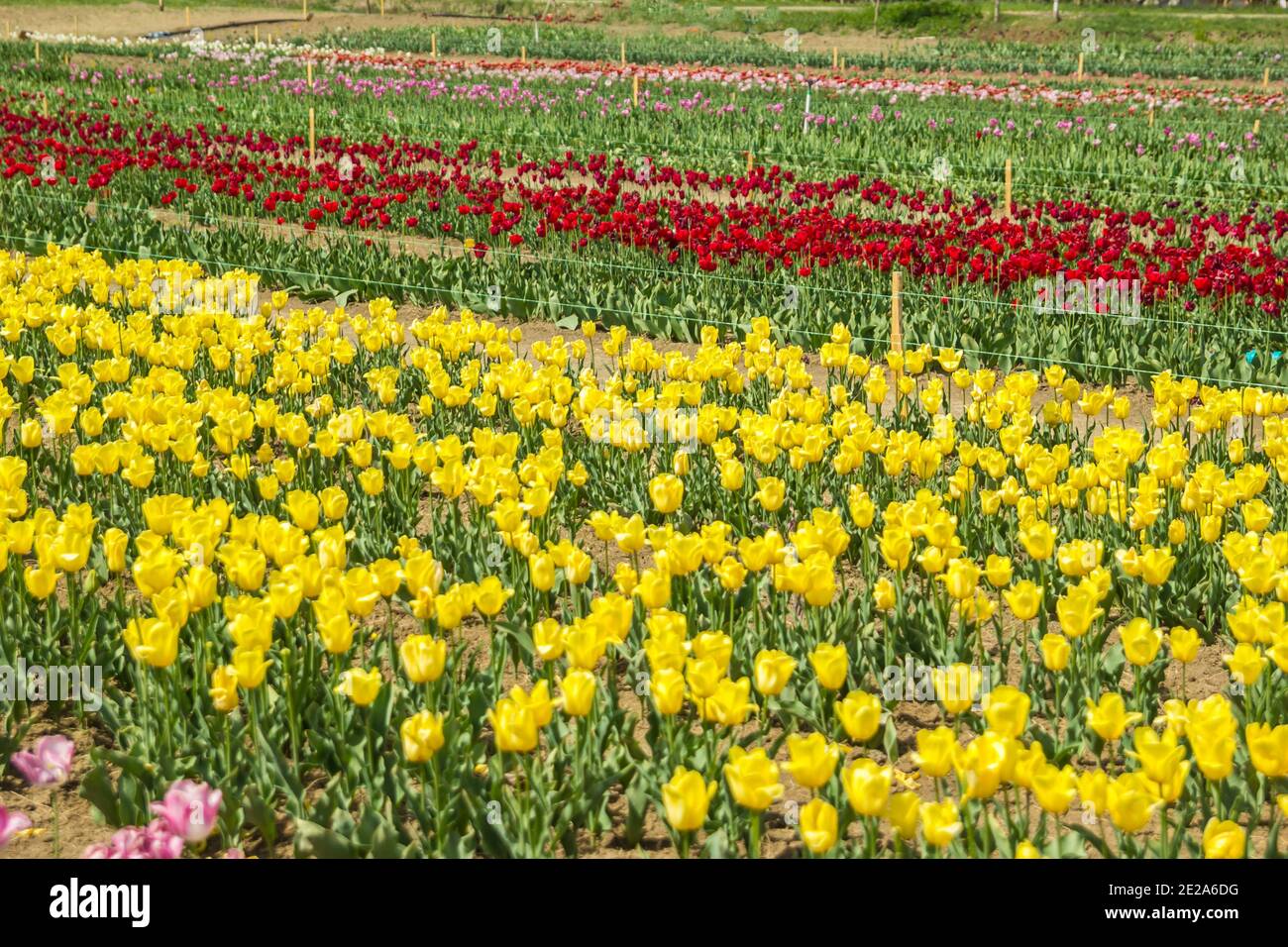 Many coloured leaf hi-res stock photography and images - Alamy