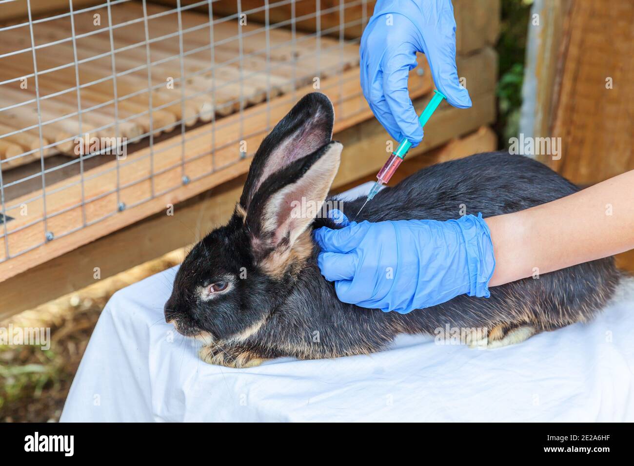 Veterinarian woman with syringe holding and injecting rabbit on ranch ...